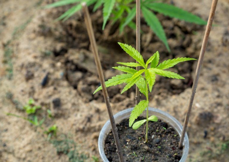How to Grow Marijuana Seedlings: Complete Guide to Germination & Care