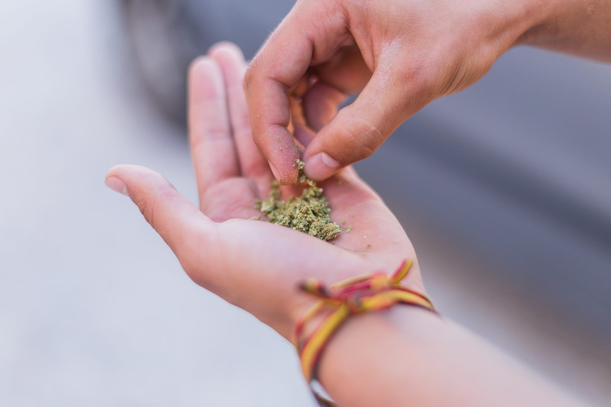 How to Grow Marijuana Seedlings: Complete Guide to Germination & Care