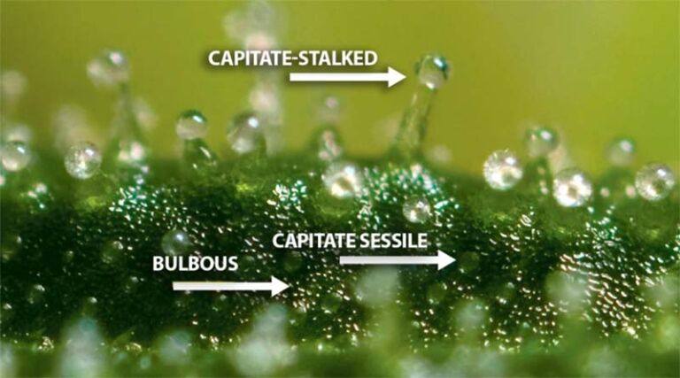 Trichome Harvest Chart for Cannabis Indica Types | GrowerIQ