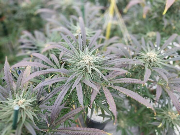 Highest Yielding Indoor Strain for Cannabis? | Grower IQ