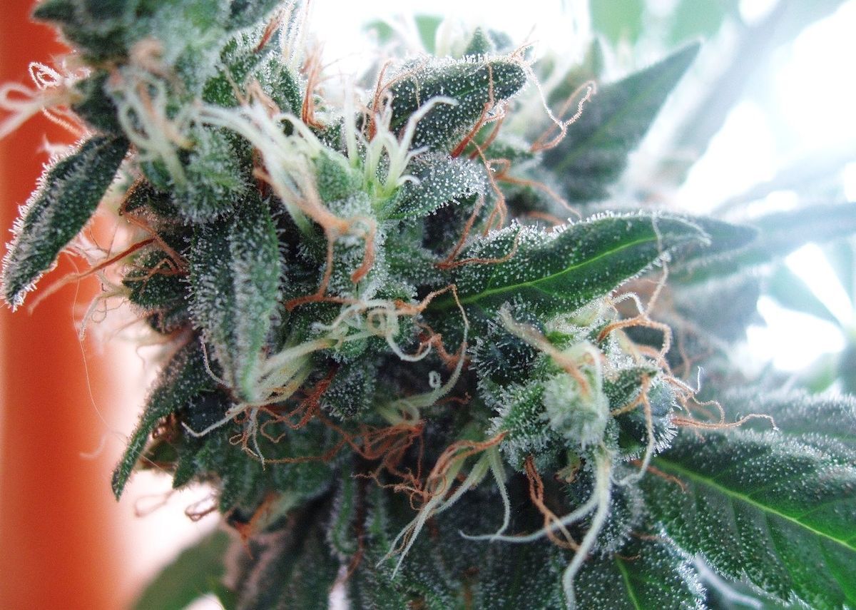 Highest Yielding Indoor Strain for Cannabis? | Grower IQ