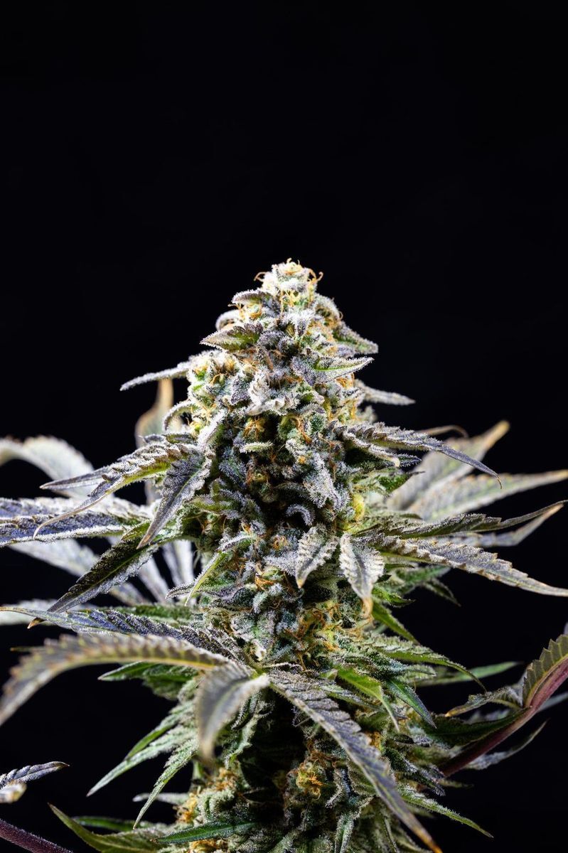 Best Fertilizer and Nutrients for Marijuana | GrowerIQ