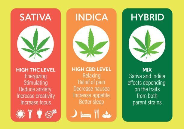 Cannabis Genetics: Strains, Breeding & ROI | GrowerIQ