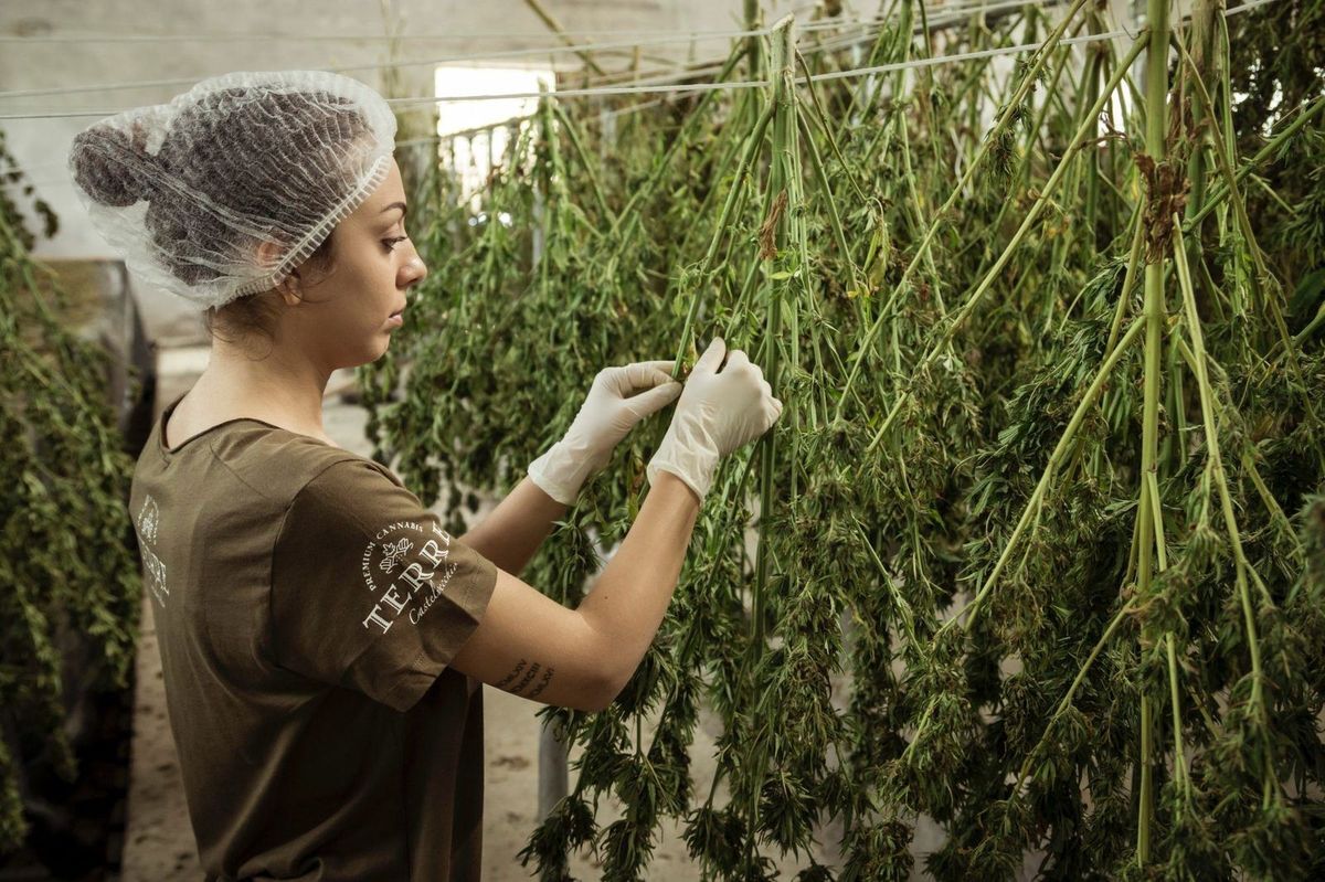 Drying Cannabis for Best Flavor & Potency | Grower IQ