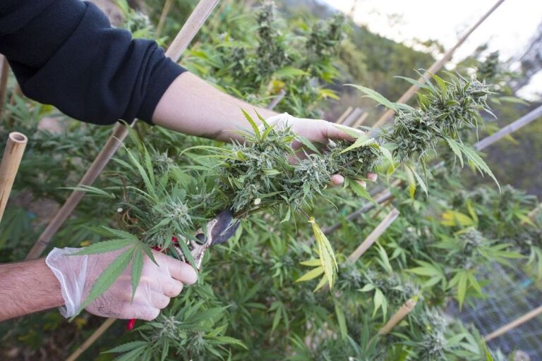Harvesting Cannabis: Complete Guide & Expert Tips | GrowerIQ