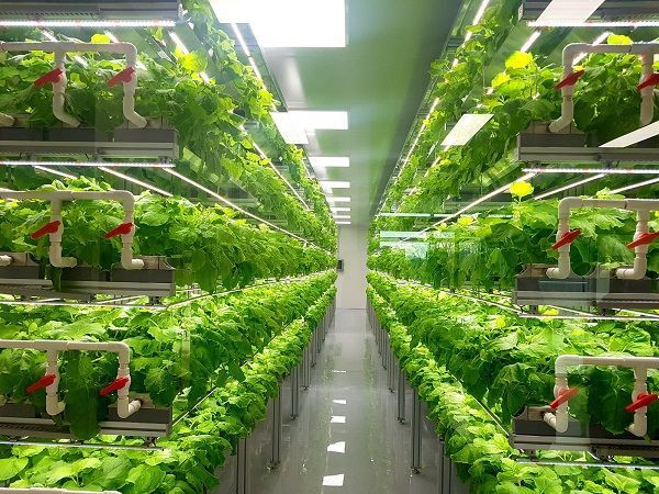 Cannabis Vertical Farming: The Complete Guide | GrowerIQ