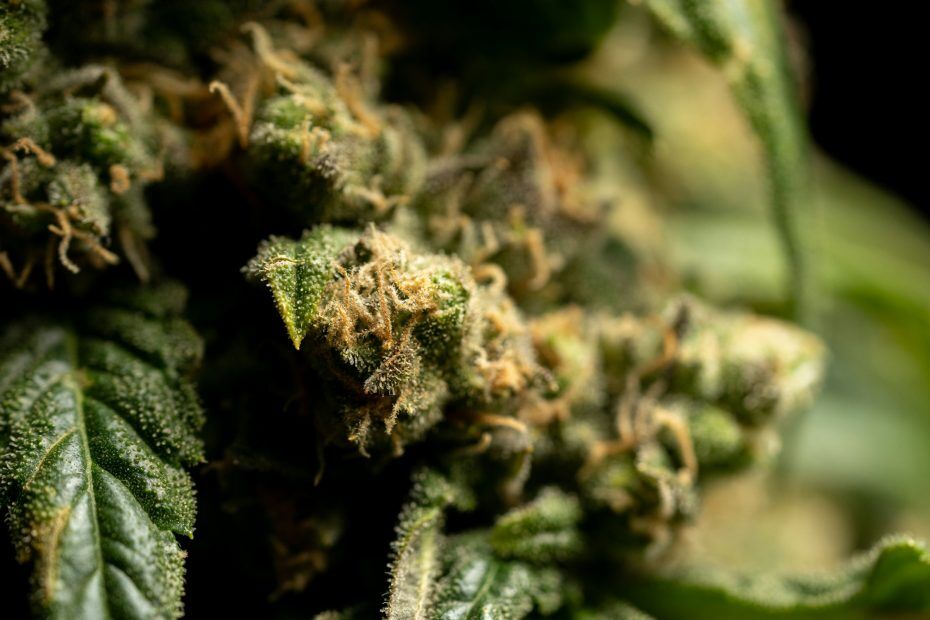 Hemp Farming In South Africa: The South African Hemp Industry | Grower IQ