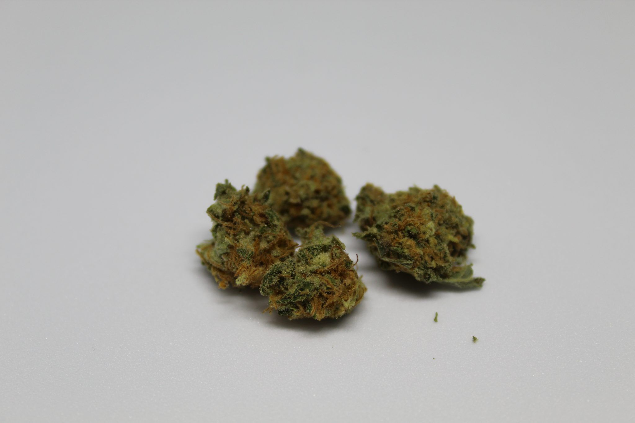 Cannabis Seed Sprouting Techniques | Grower IQ