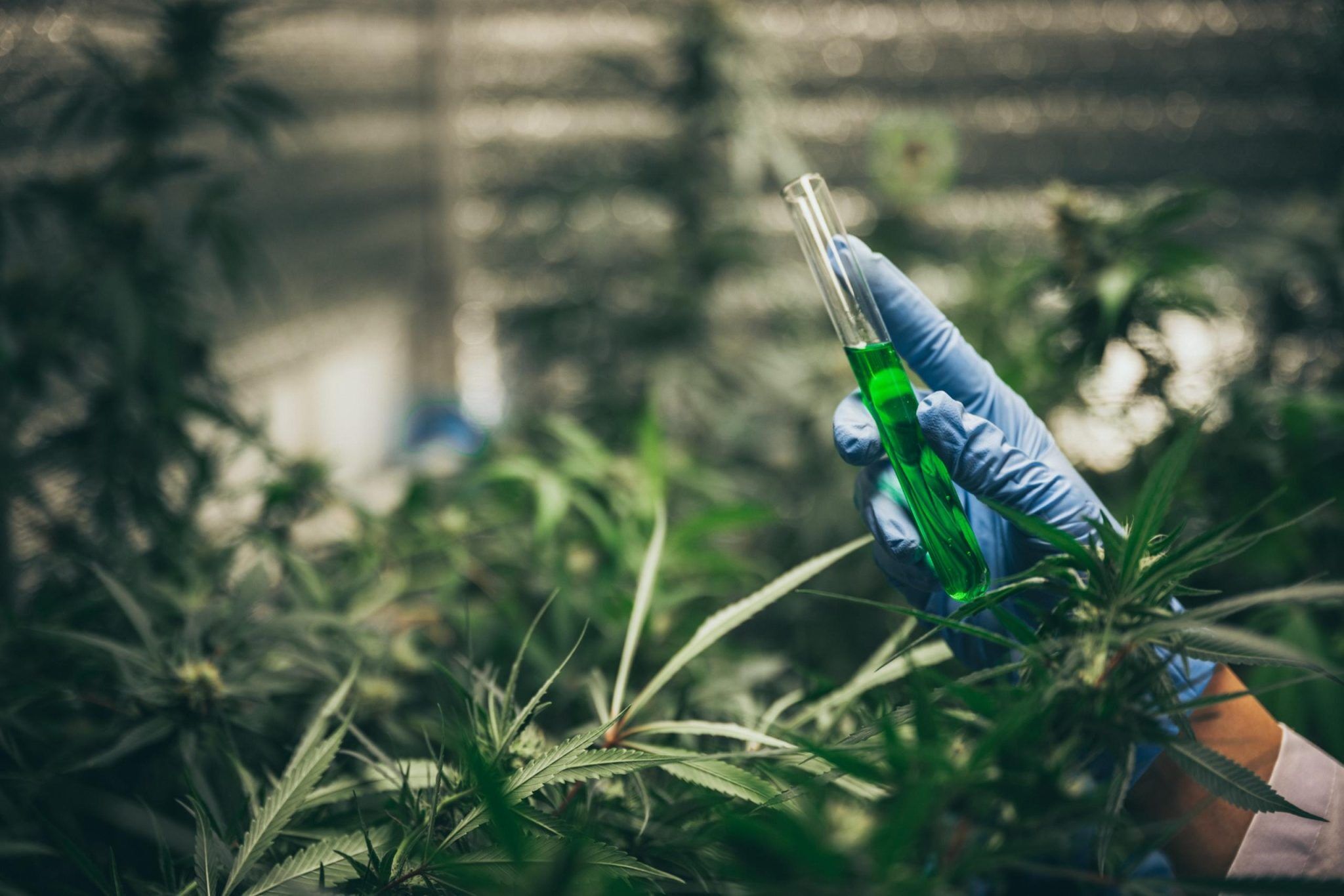 Cannabis Fertilizer | GrowerIQ